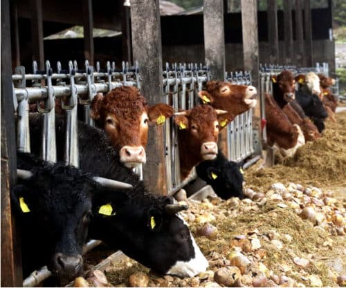 Permessi per costruire una stalla: quali sono e quando servono? | Blog ...